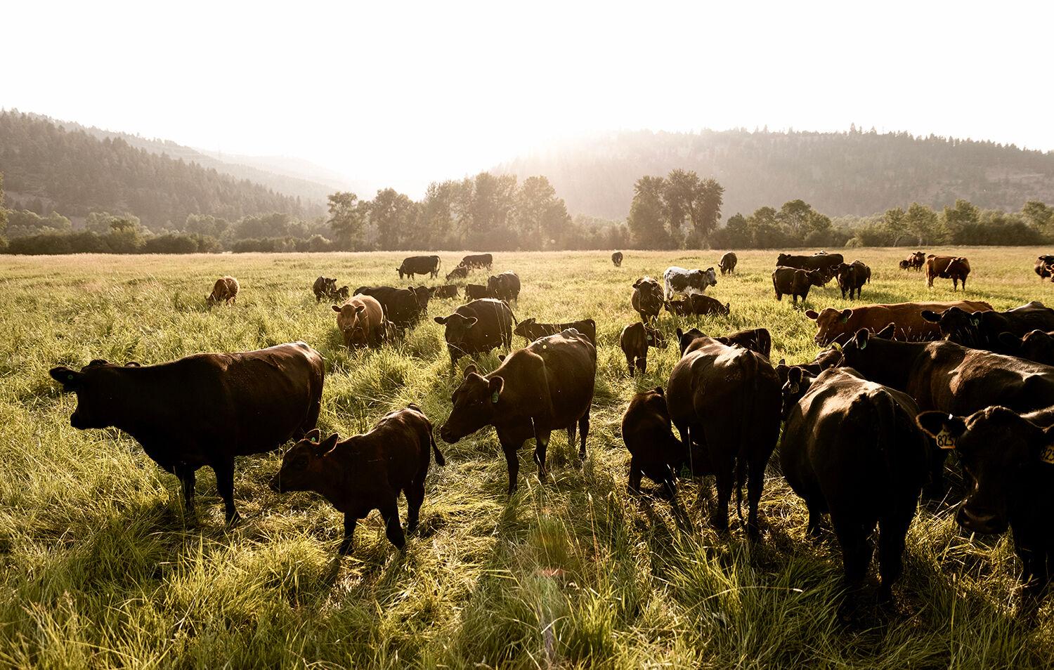 Regenerative ranching under the big sky at Oxbow Cattle Company | Meat ...