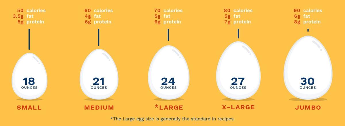 egg protein large