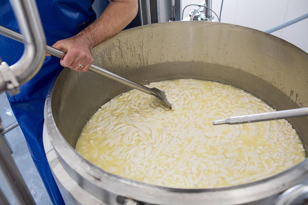 Pasture to package: How cheese is made | Dairy & Eggs | feastandfield.net
