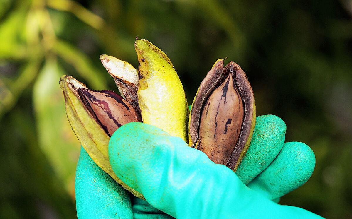 In a nutshell: Different nut types, explained | Grains, Legumes & Nuts ...