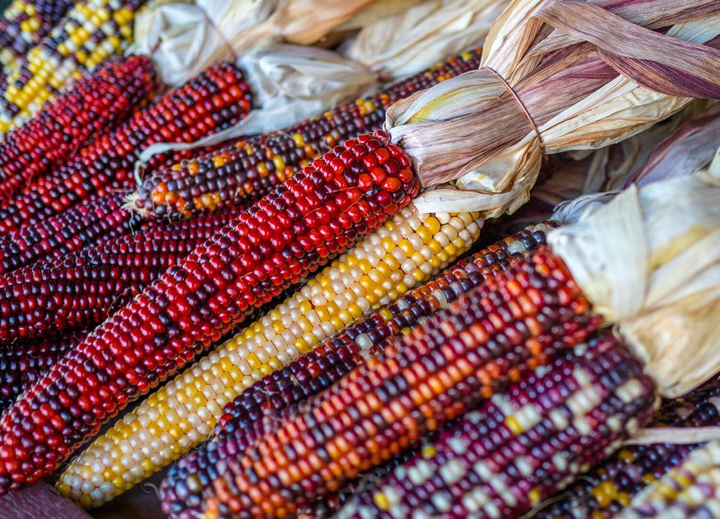 Corn, America’s top crop: Everything to know | Fruits & Vegetables ...