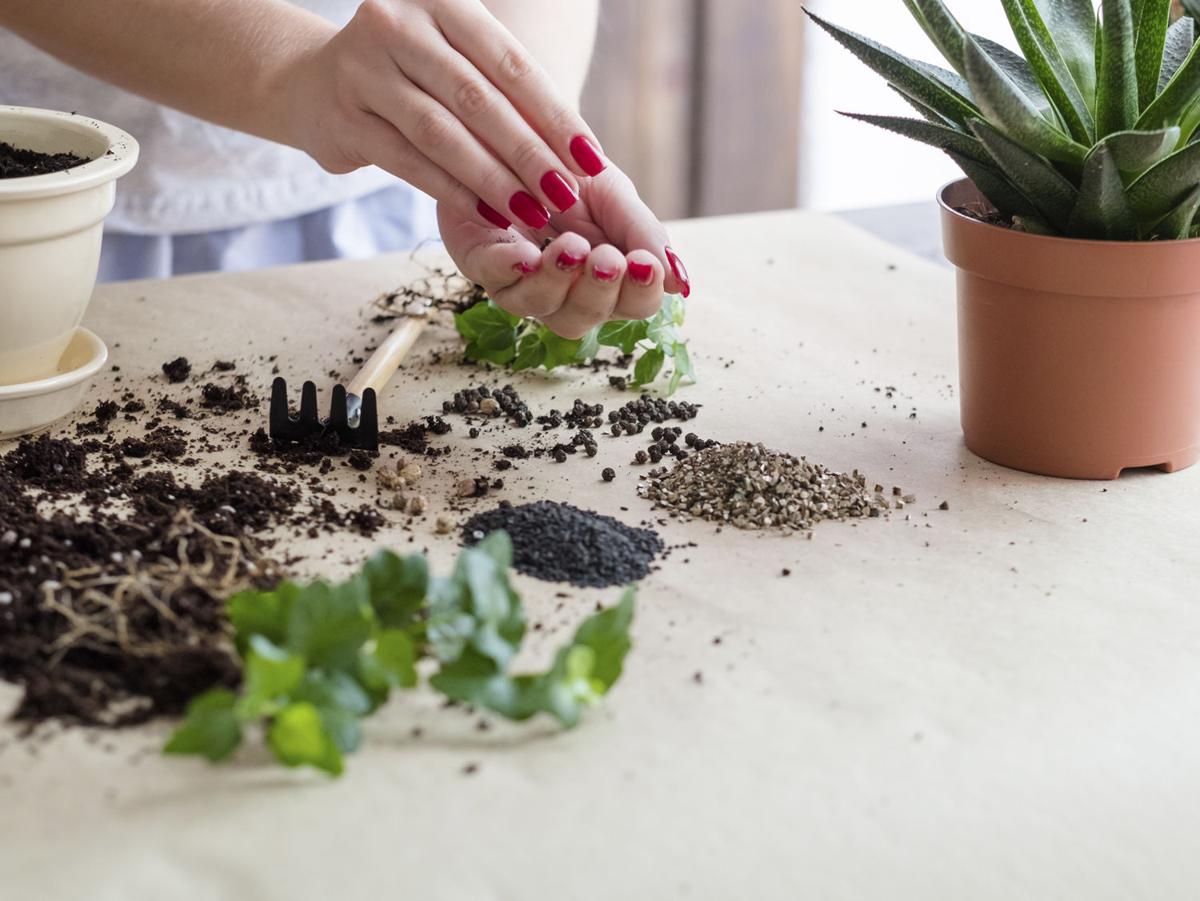 How to start growing seeds indoors or outdoors