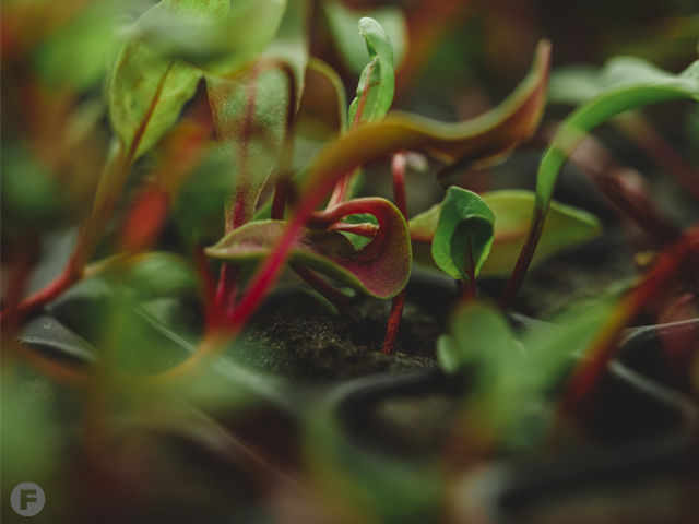 How HOSCO Foods Empowers Residents in St. Louis' Low-Income Communities ...