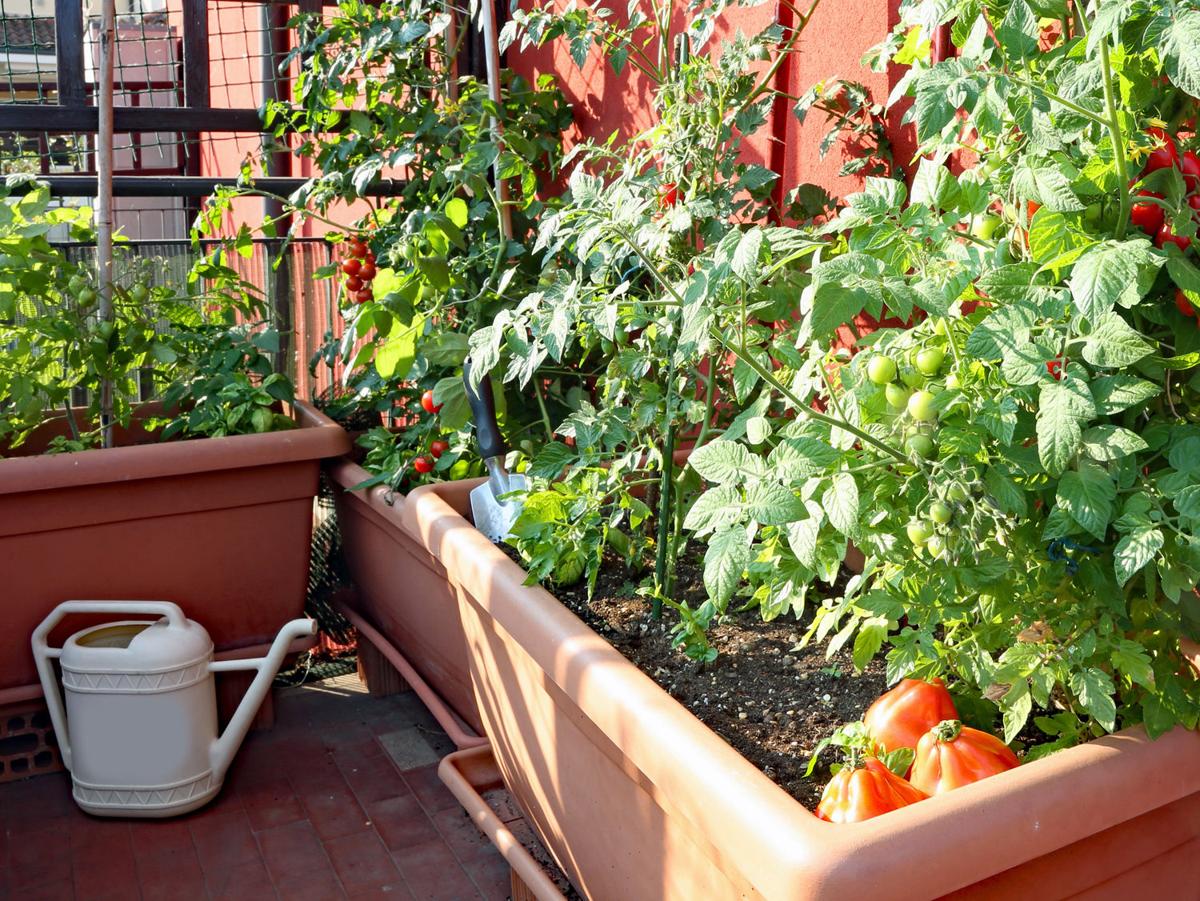 Sun Mapping Your Garden Will Help You Determine What to Plant Where