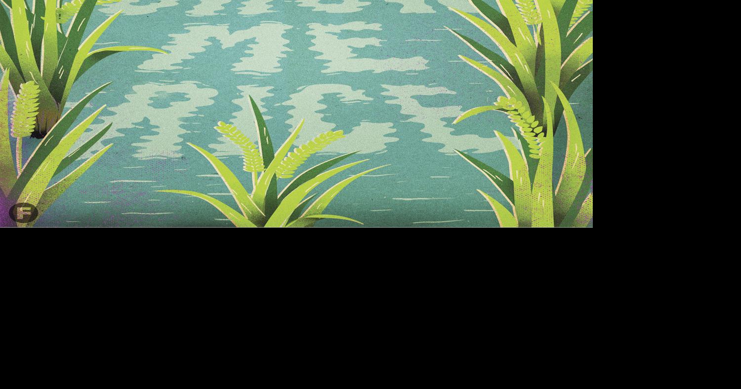 Meet the third-generation farmers growing jasmine rice in Missouri’s ...