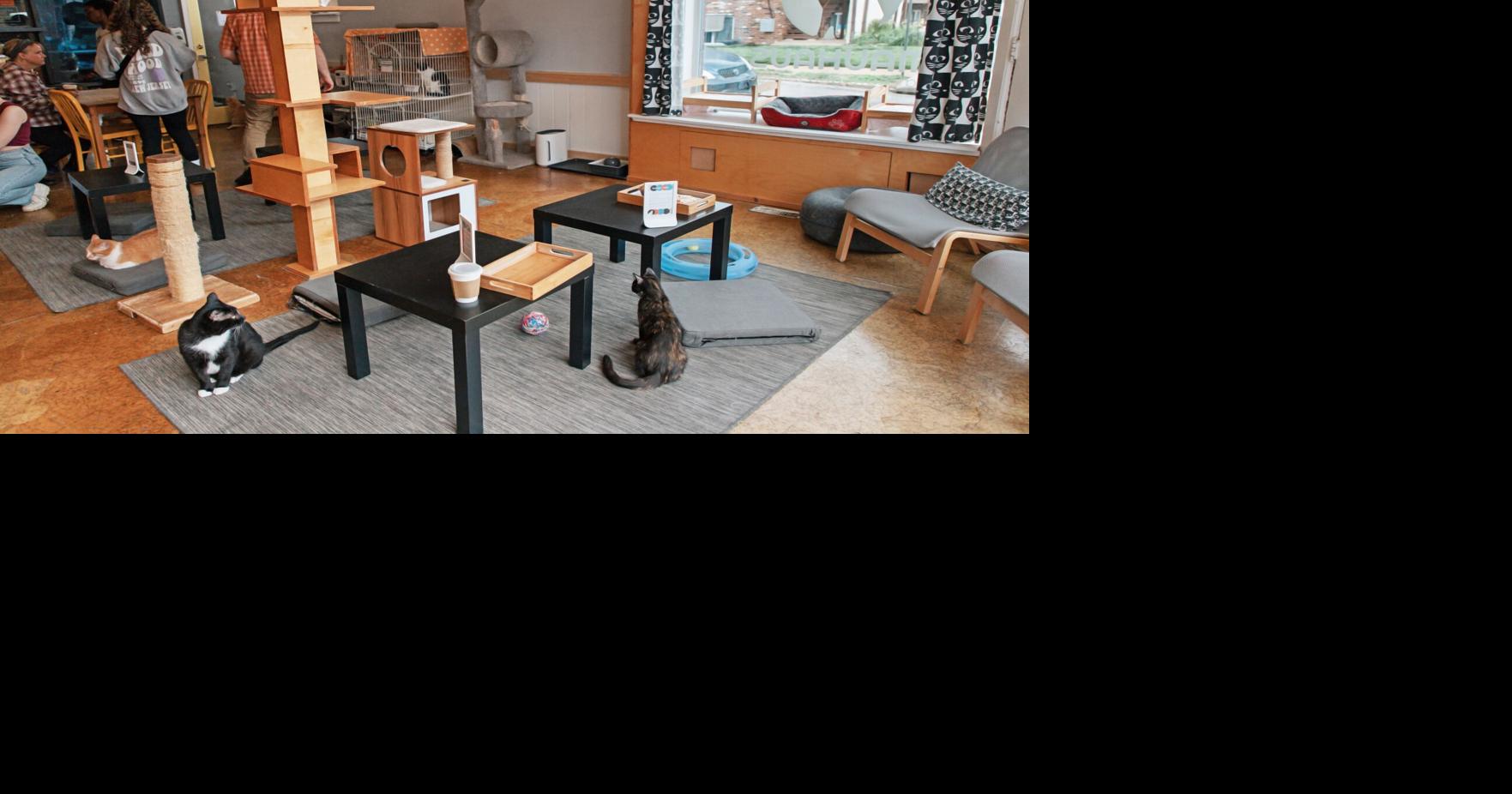 These 3 cat cafés offer locally sourced baked goods, coffee and cats ...