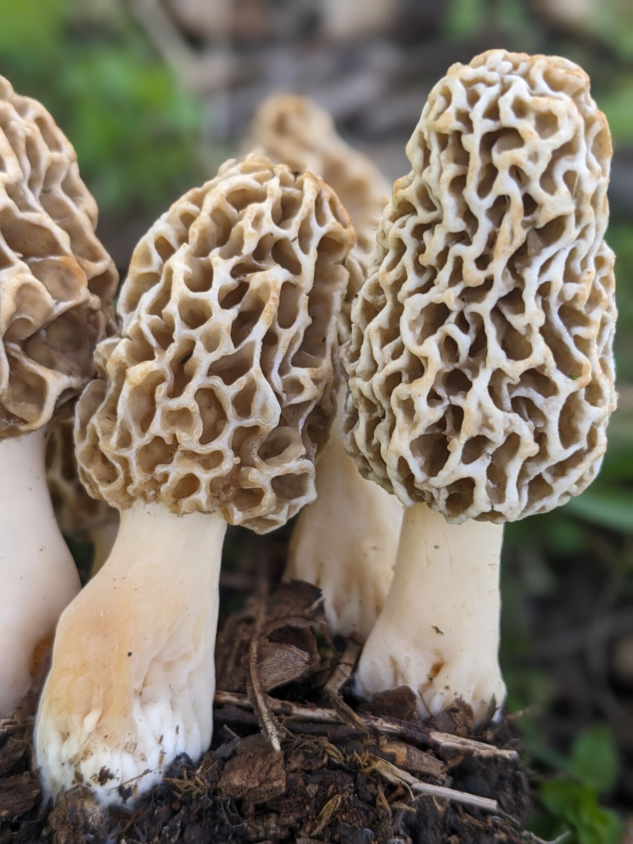 Wildwise Botanicals offers mushroom products and education