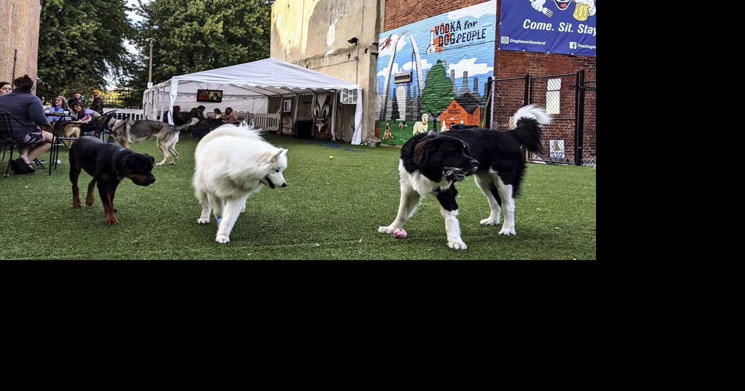 These dog-friendly St. Louis restaurants and bars are great for going ...