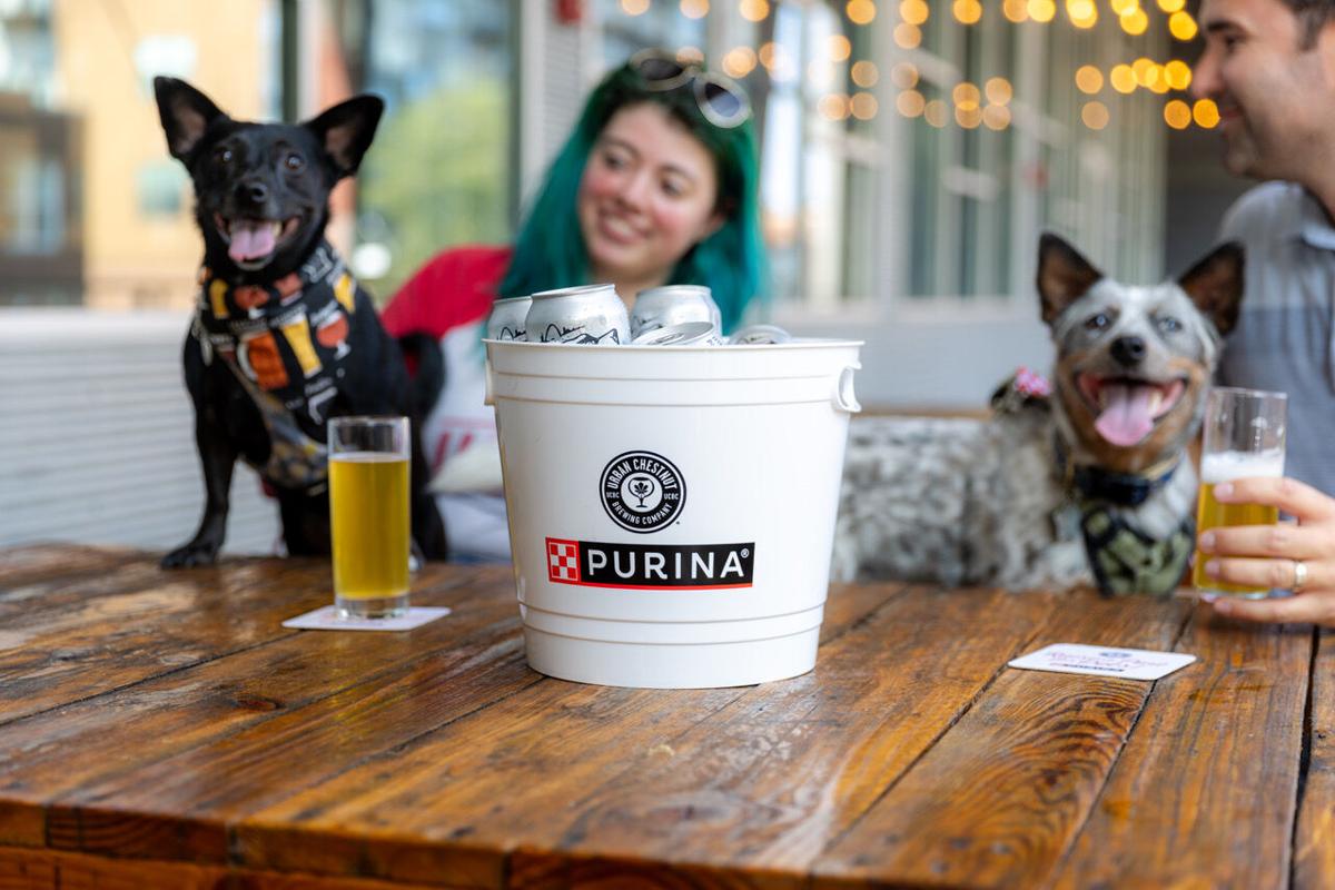 UCBC and Purina help STL shelters with Raise a Pint for Pets