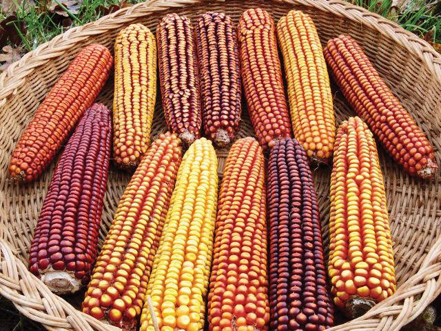 In Good Taste: Why corn is king in the U.S.