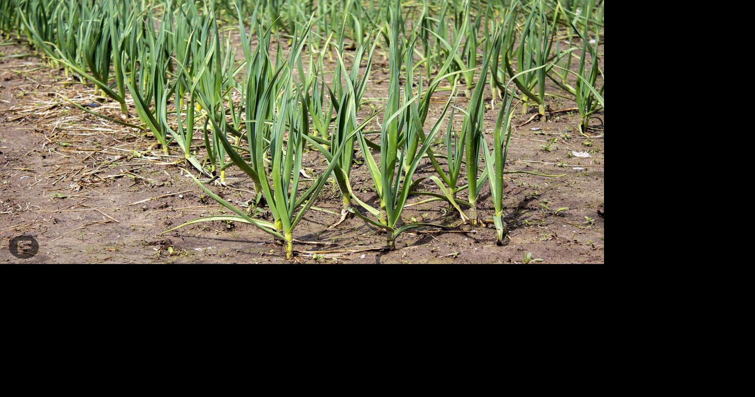 This Illinois farm is supplying next-level garlic to St. Louis restaurants