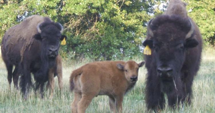 GrandView & HillSide Bison Farm Sells Bison Burgers, Brats, Steaks and ...