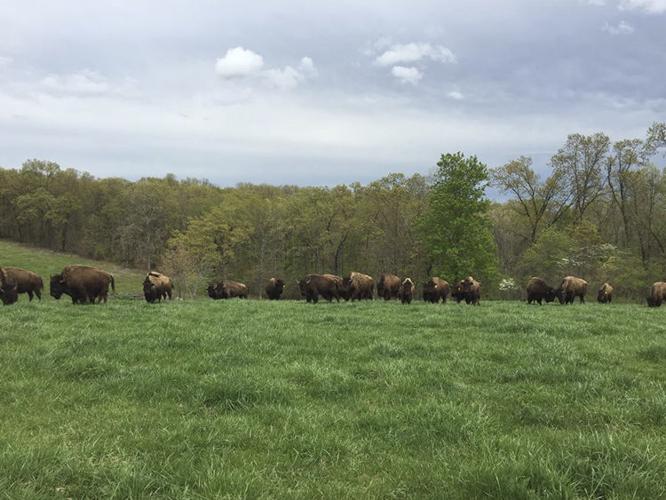 GrandView & HillSide Bison Farm Sells Bison Burgers, Brats, Steaks and ...
