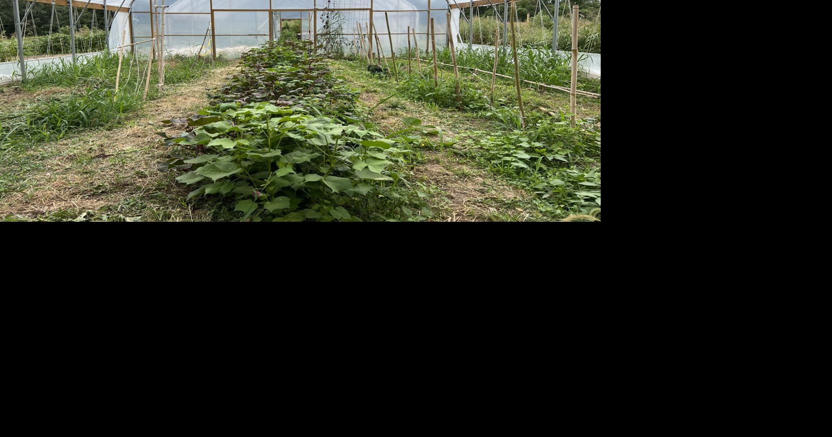 Phi Global Farms provides fresh produce and farm education