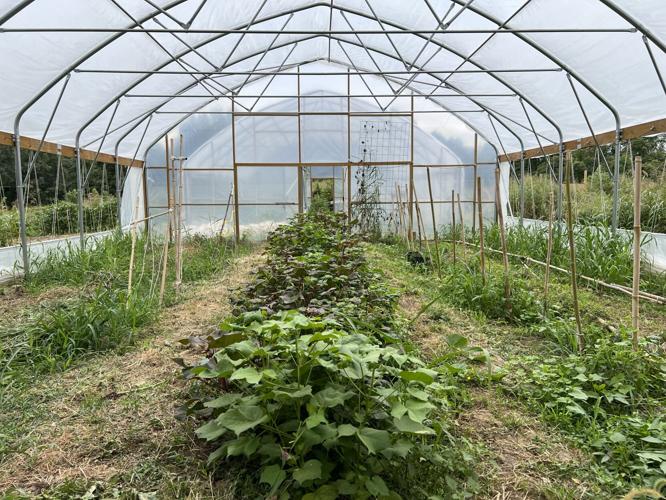 Phi Global Farms provides fresh produce and farm education