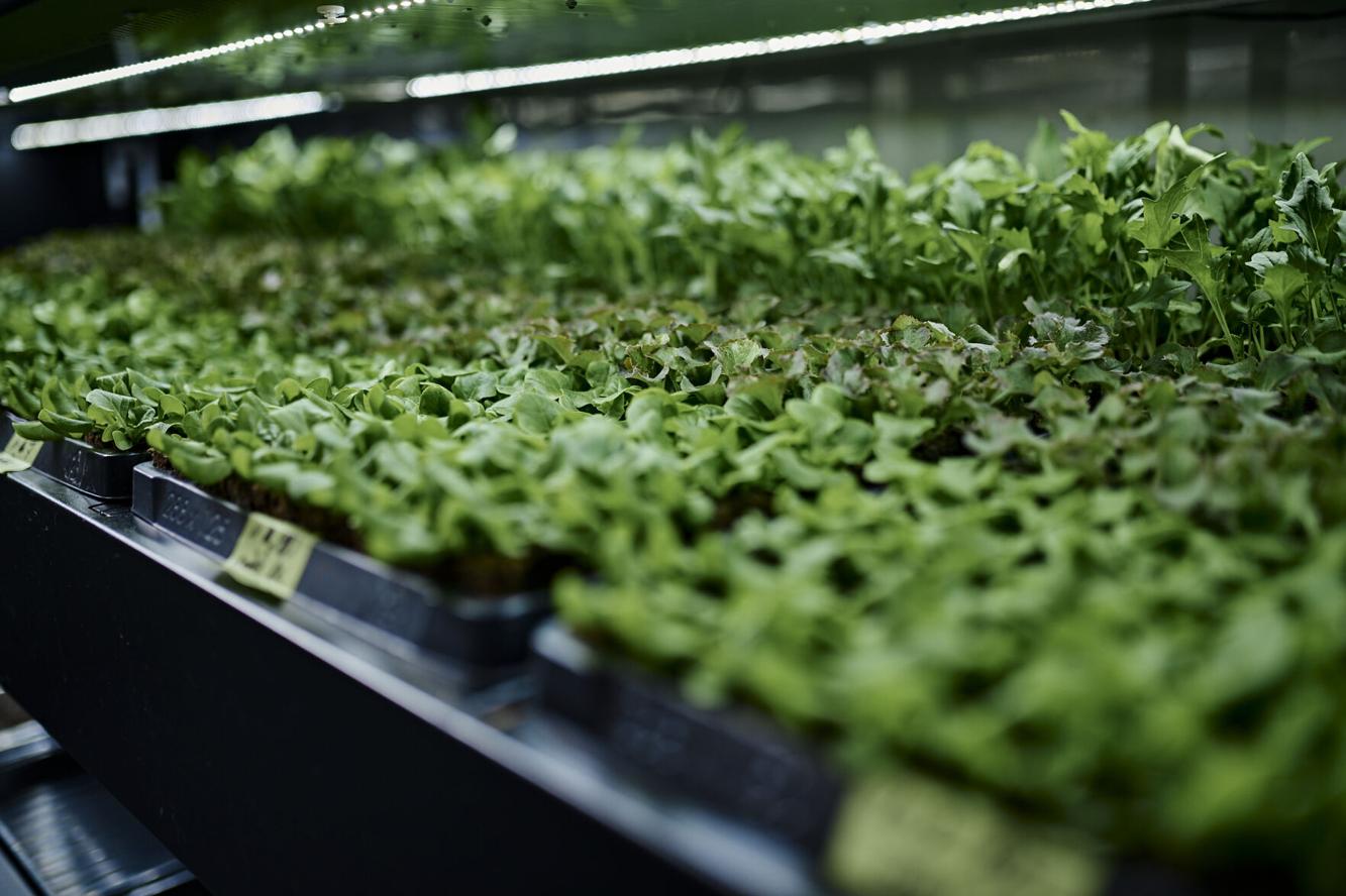 Neon Greens' Josh Smith is transforming the way we think about salad