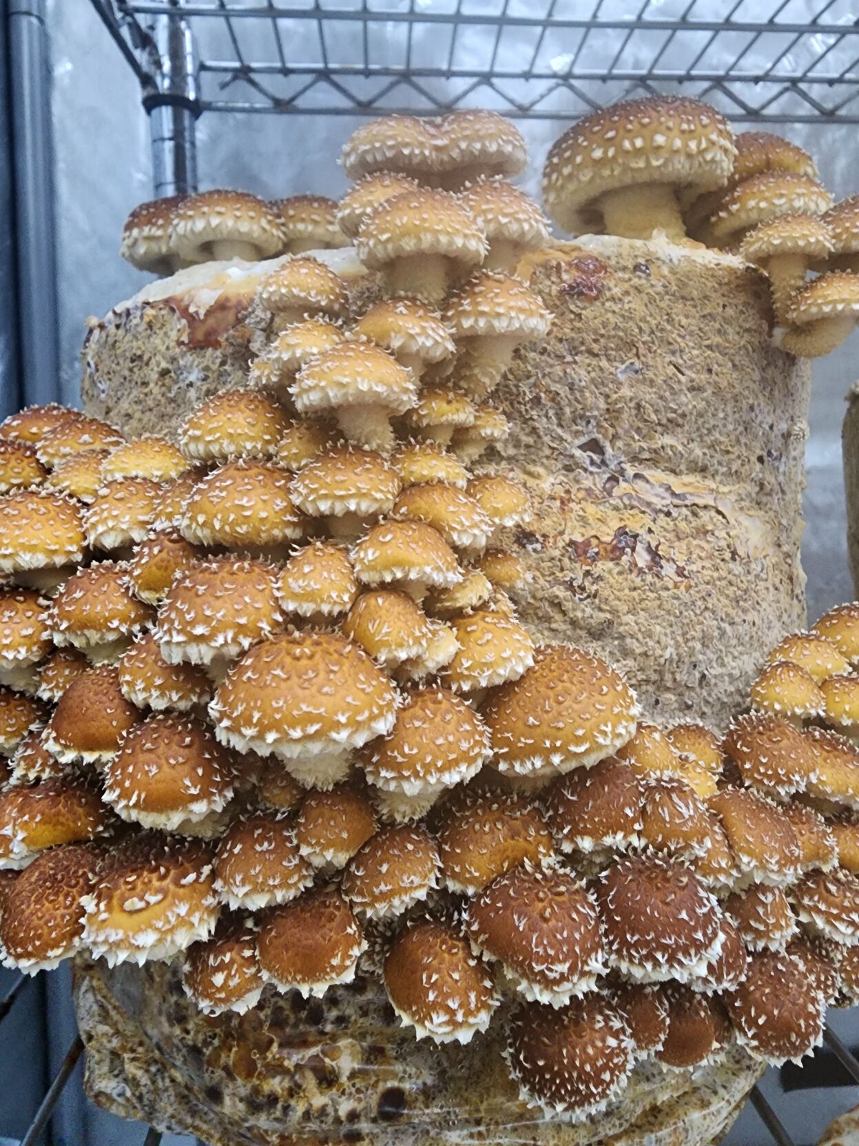 Erbe Farms is selling farm-grown mushrooms in St. Charles