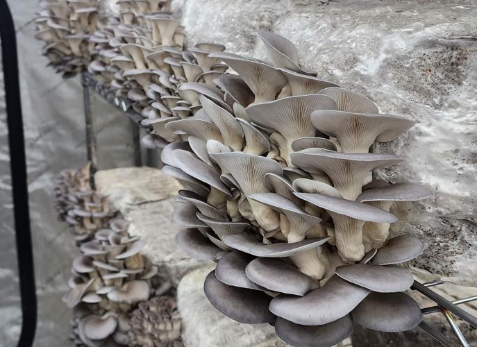 Erbe Farms is selling farm-grown mushrooms in St. Charles