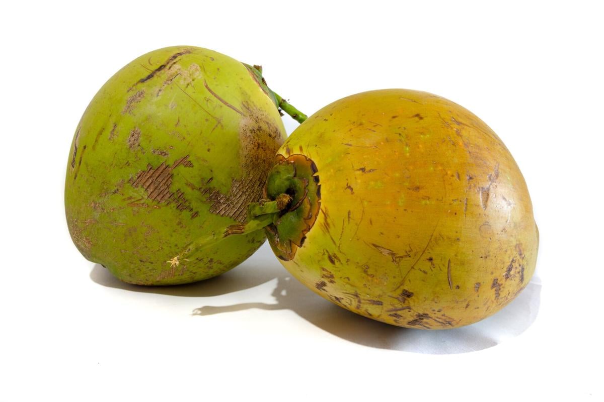 coconut fruit type