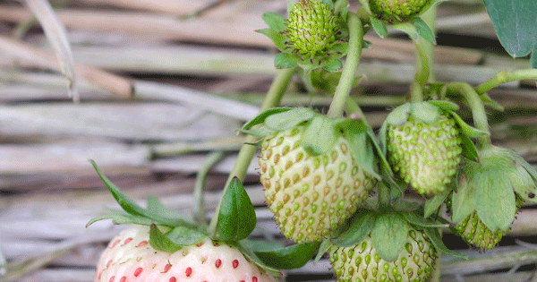 green strawberry