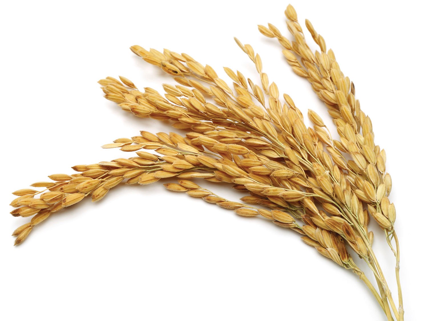 Meet the third-generation farmers growing jasmine rice in Missouri’s ...