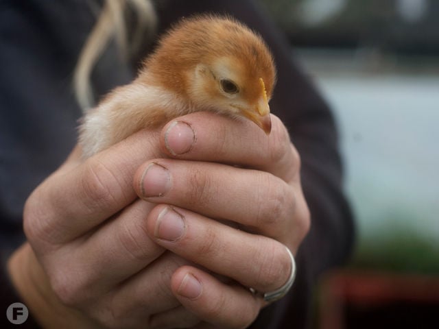 7 Reasons to Check Out Urban Roots Farm in Springfield