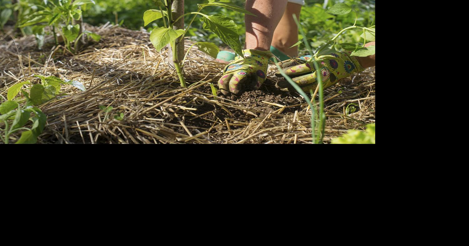 Everything you need to know about mulching & weeding your garden