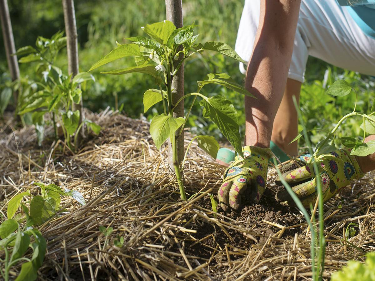 Everything you need to know about mulching & weeding your garden