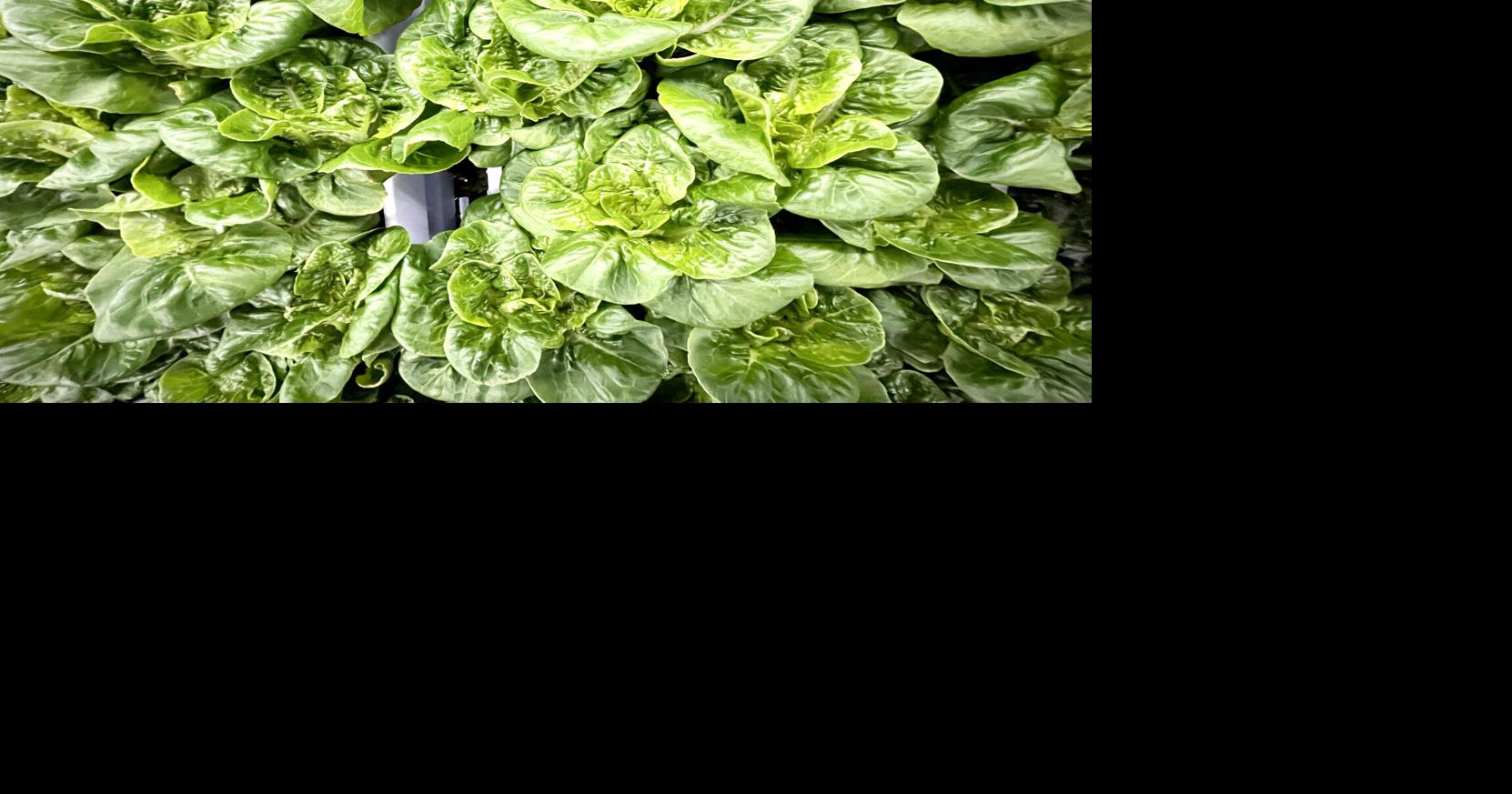 neon greens little gem lettuce