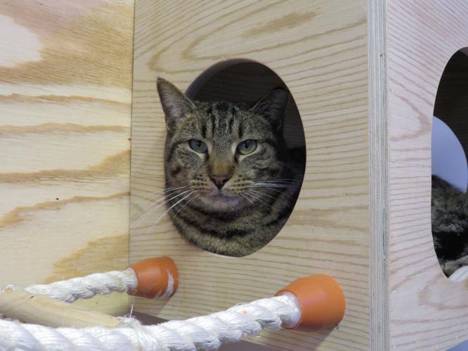 MeowTown cat café in Alton is finding forever homes for cats