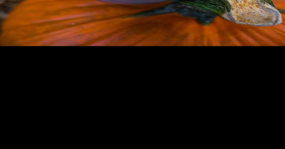 coma coffee psl 2023