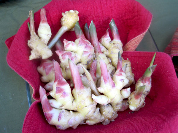 Urban Buds Selling Limited Supply of Fresh Baby Ginger at Tower Grove ...