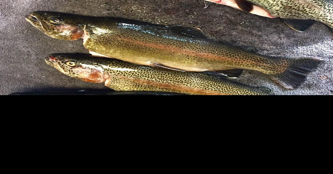 Rockbridge Rainbow Trout and Game Ranch