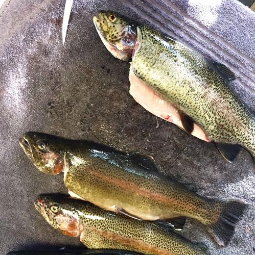 Rockbridge Rainbow Trout and Game Ranch