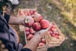 This fall, pick your own apples at these seven local orchards
