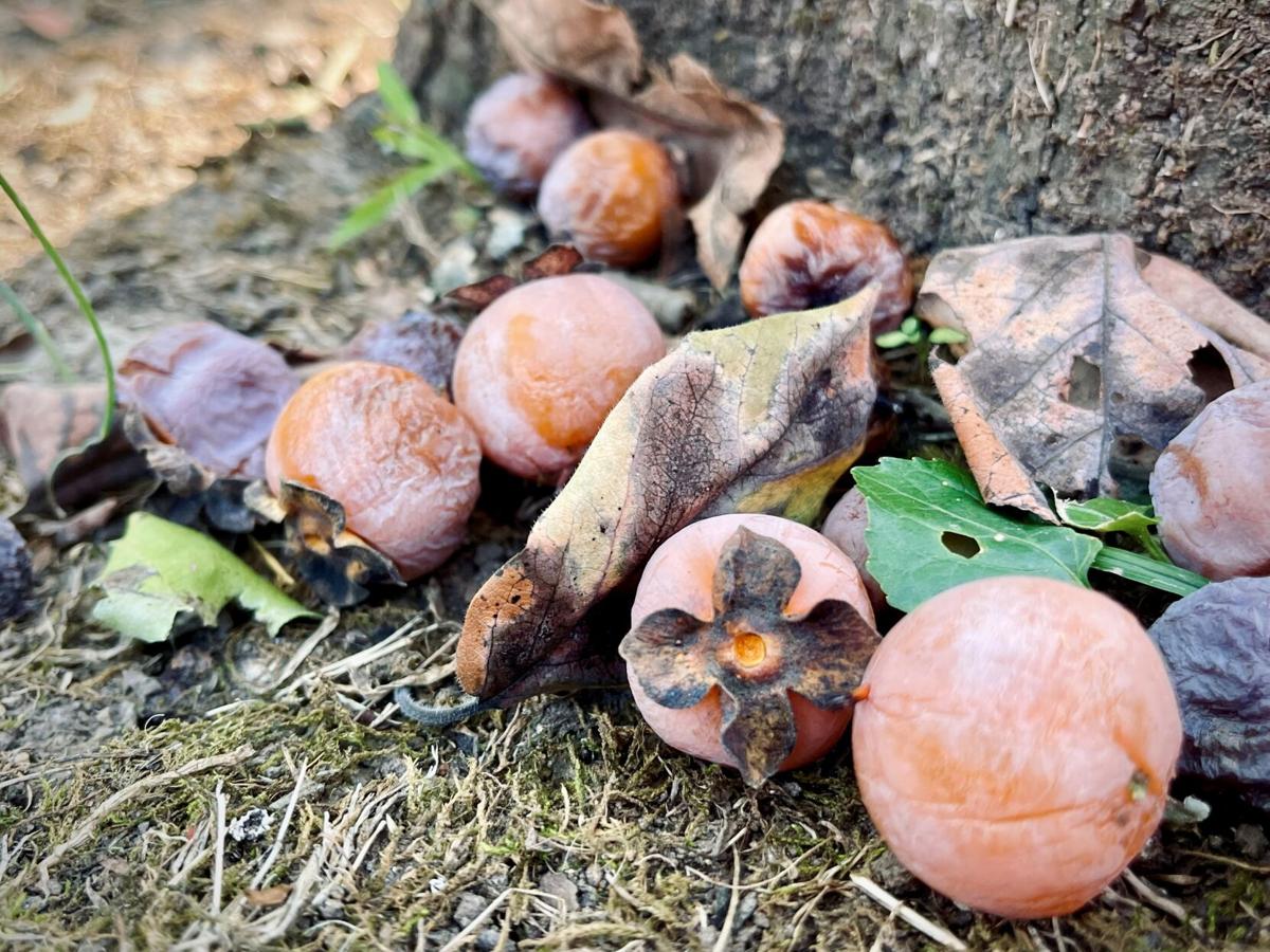Dive into the world of persimmons with help from local chefs