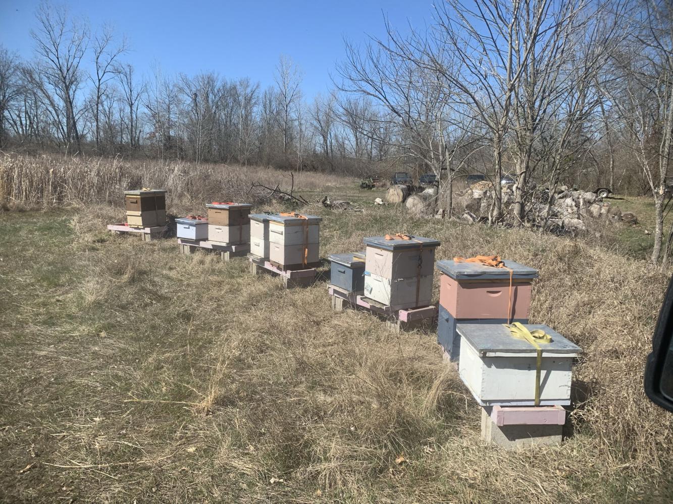 JDM Bees is producing local wildflower honey in Ballwin
