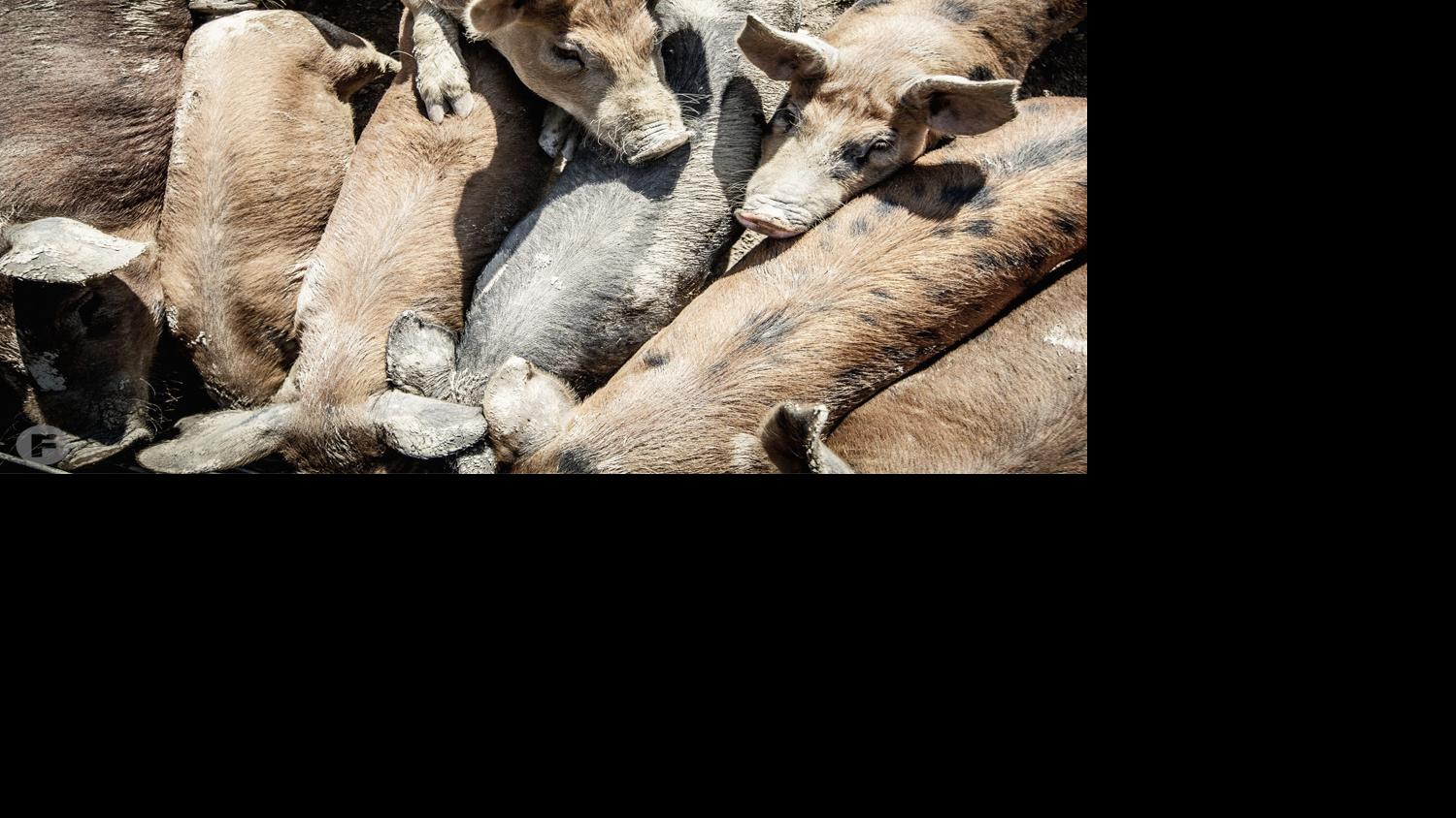 These 8 Local Farms Are Preserving Rare Heritage Hog Breeds | Features ...