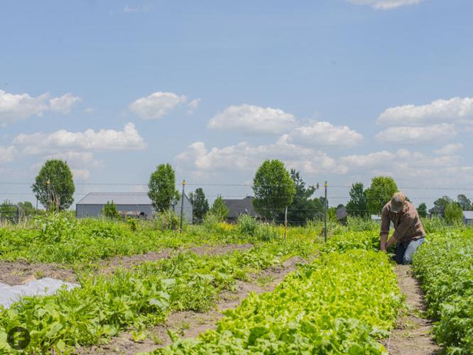 Green Thicket Farm in Springfield, Missouri, Shares Unexpected Farm ...