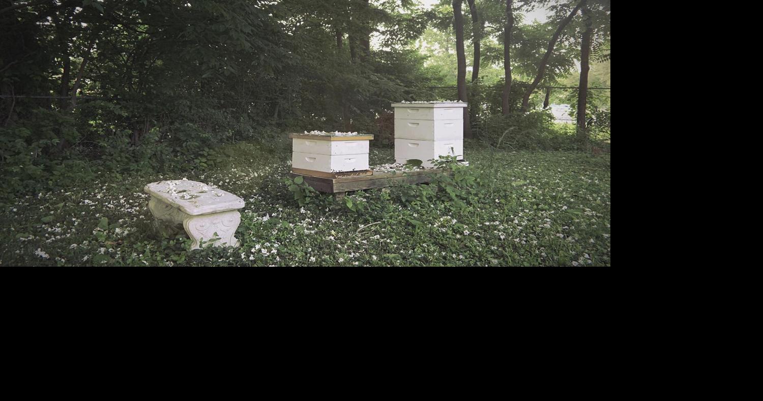 Bee KC hives with viewing bench