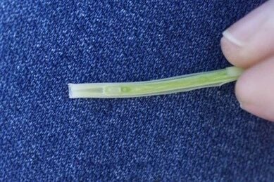 First Hollow Stem is the Critical Point for Removing Cattle from Dual ...