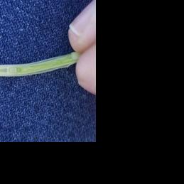 First Hollow Stem is the Critical Point for Removing Cattle from Dual ...