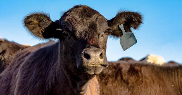 Nebraska Extension to host Summer Stocker/Yearling Tour near Broken Bow ...