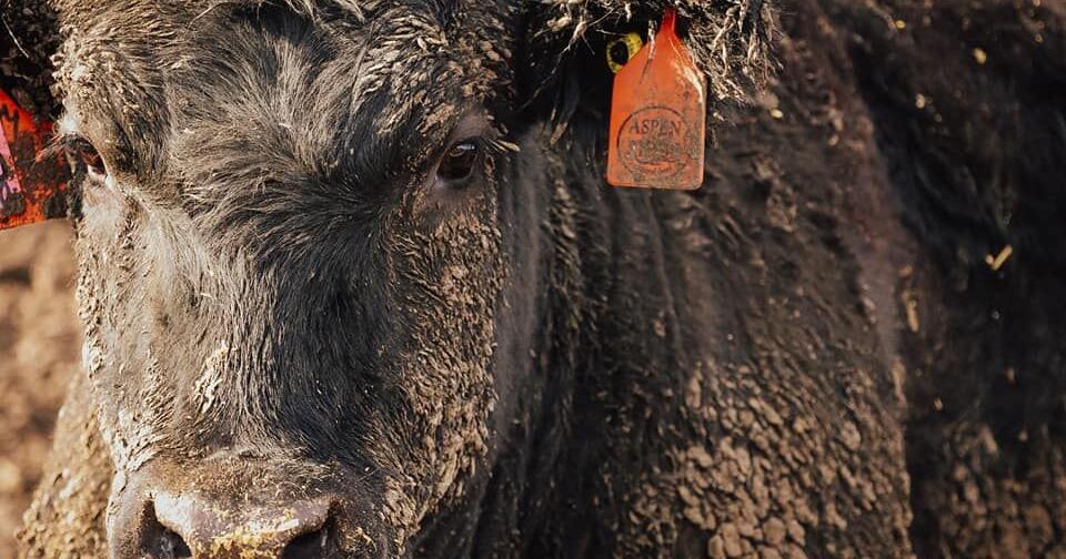 Capitalizing on Cow Costs: Part 2 | Industry News | feedlotmagazine.com