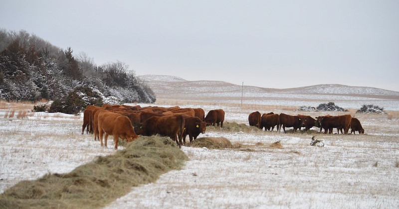 How Do I Get My Cows to Eat Poor Quality Hay? | Management ...