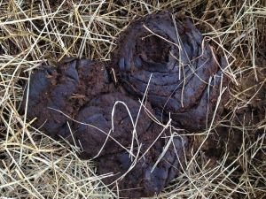 Manure Scoring | Cow/Calf Corner | feedlotmagazine.com