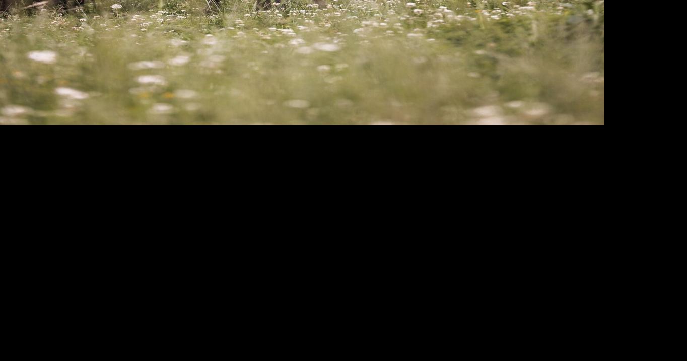 Creep Grazing | Cow/Calf Corner | feedlotmagazine.com