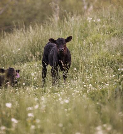 Creep Grazing | Cow/Calf Corner | feedlotmagazine.com
