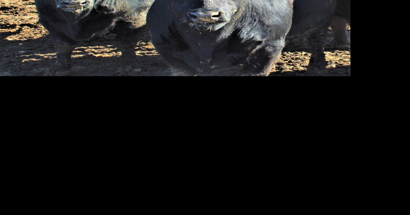 CAB Insider: Middle Meats Lower, Ends Hold Up | Industry News ...