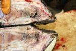 Toe Abscess (Toe Tip Necrosis) in Feeder Cattle | News ...